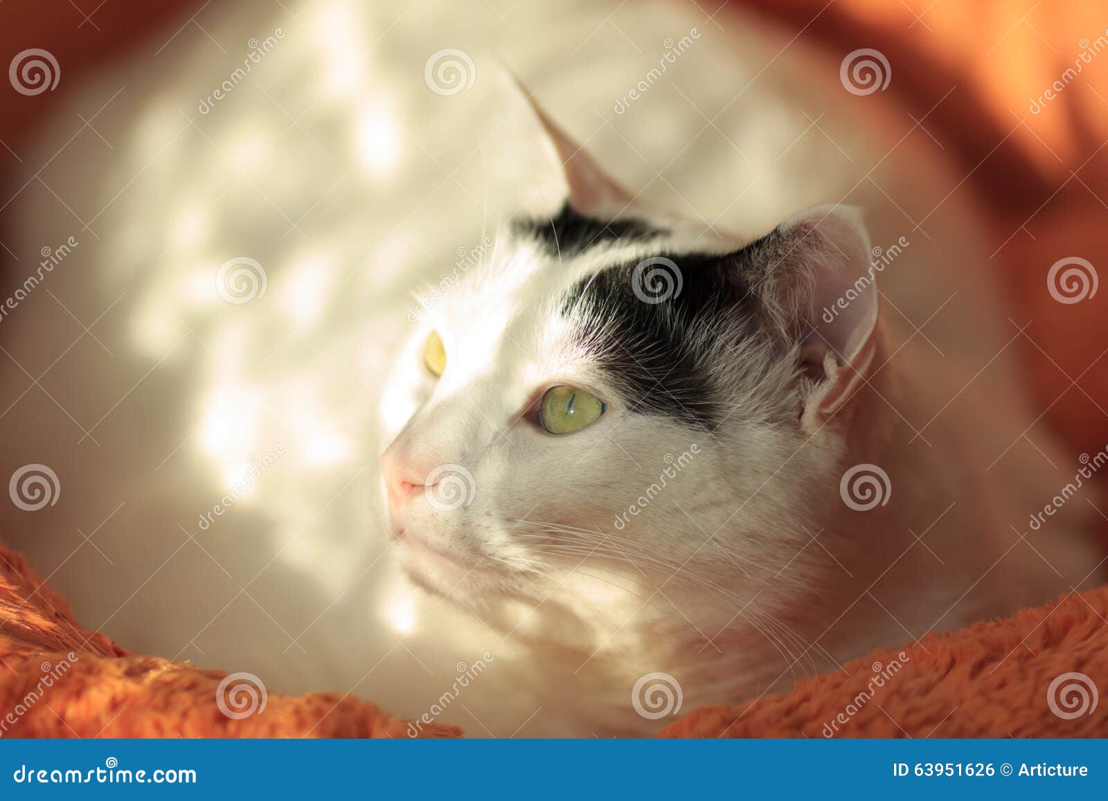 Cat and sun stock photo. Image of cute, black, funny - 63951626