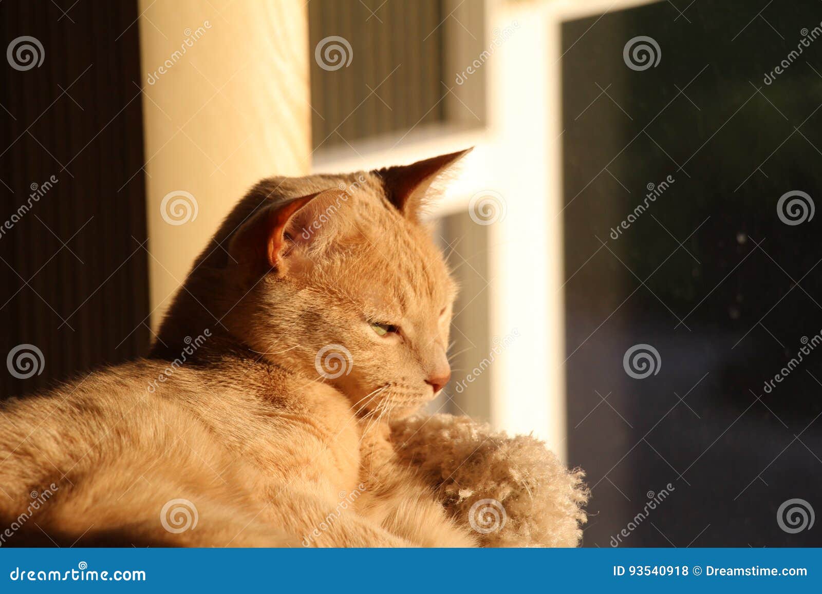 Cat in the sun stock photo. Image of south, tabby, yellow - 93540918