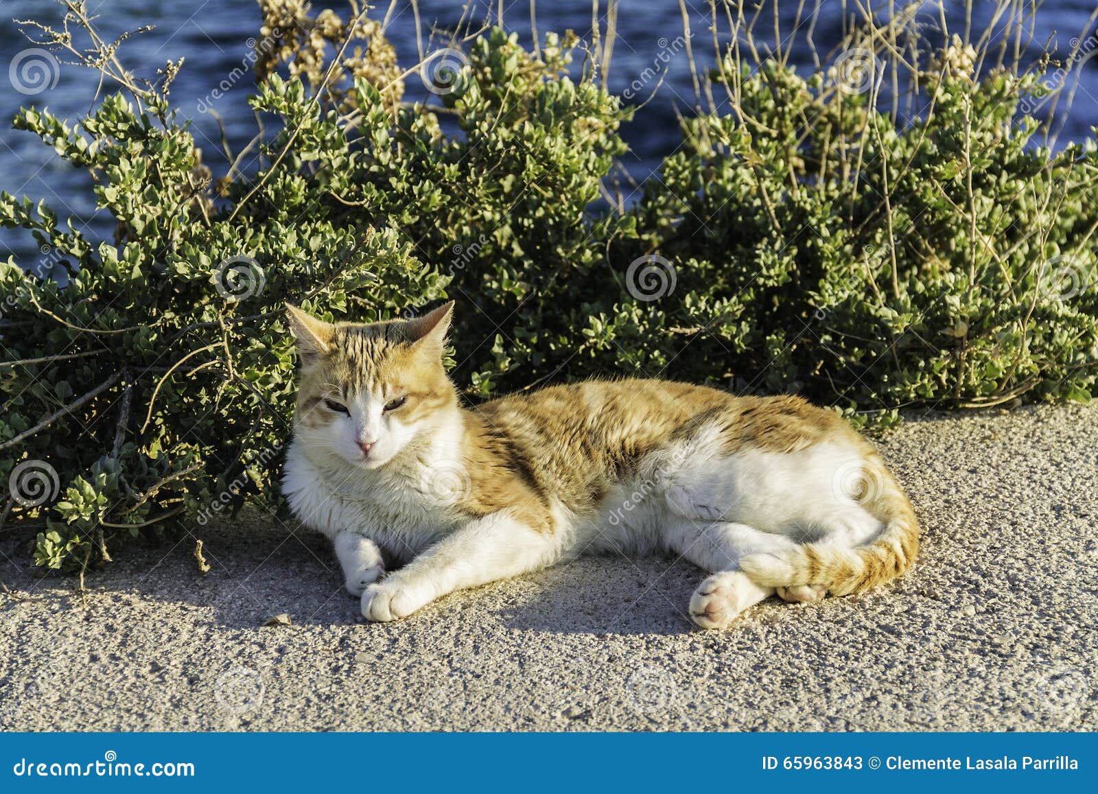 Cat Sunbathing Close To the Sea Stock Image - Image of nature, peace ...