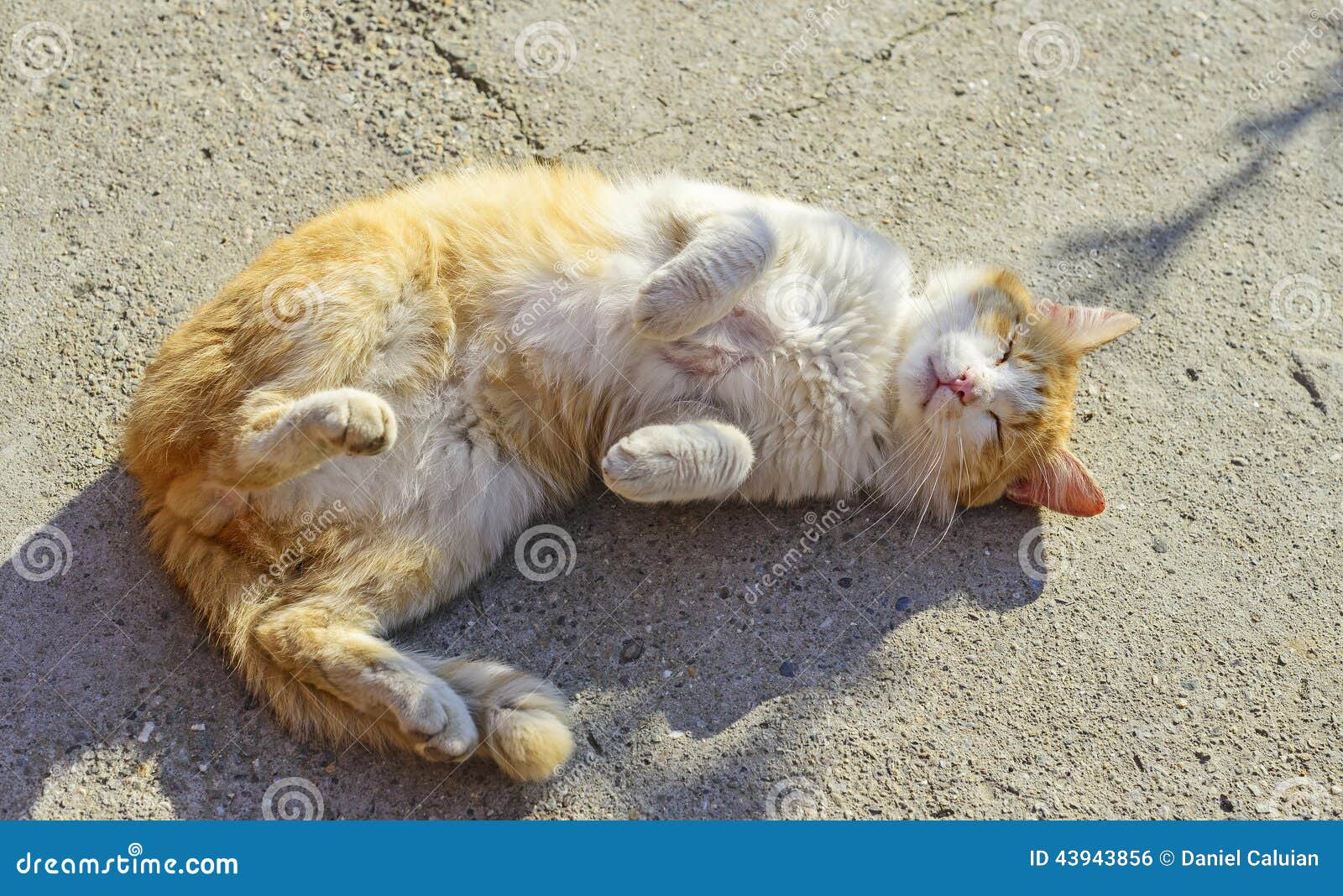 Cat sunbathing stock photo. Image of fluffy, cute, sweet - 43943856