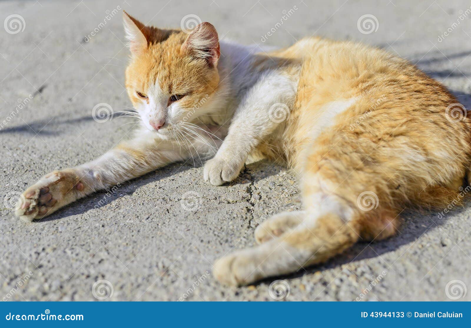 Cat sunbathing stock image. Image of enjoying, sleep - 43944133