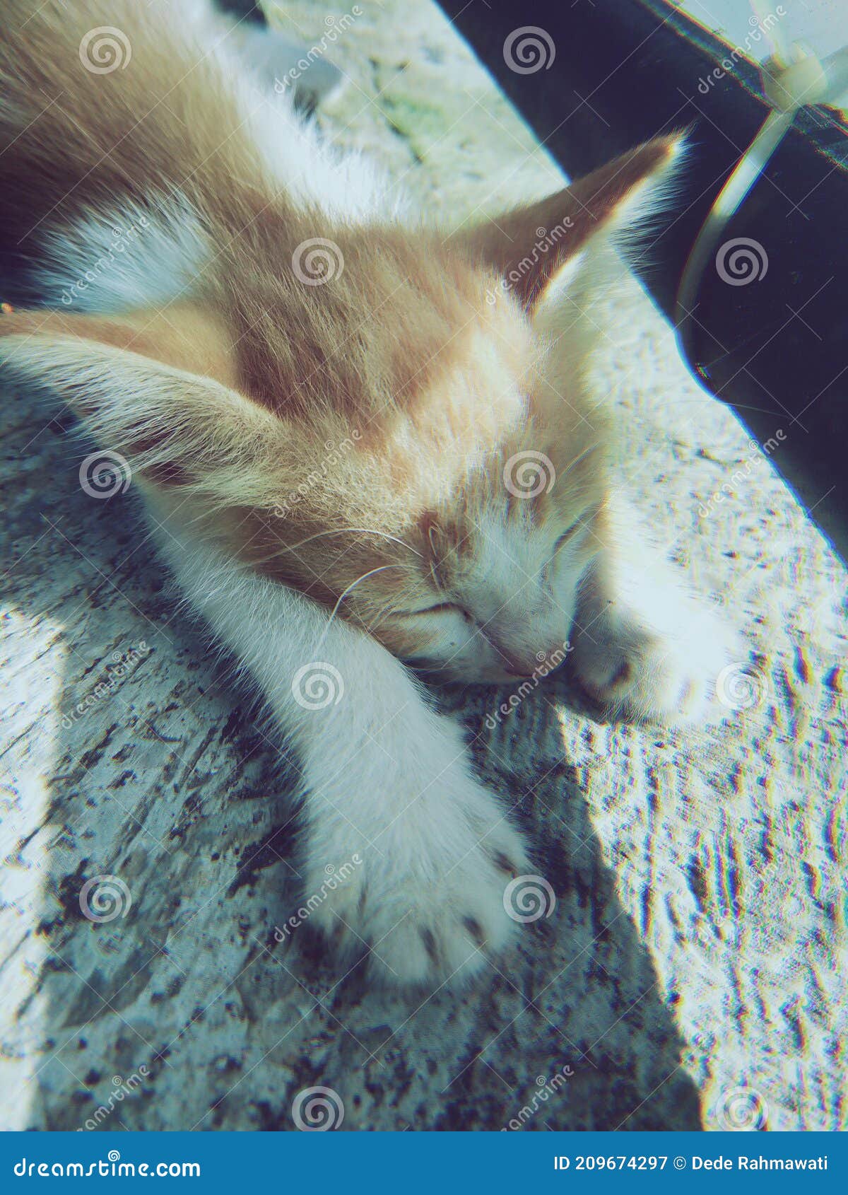 Sleeping Cat in the Morning Stock Image - Image of morning, sleepy ...
