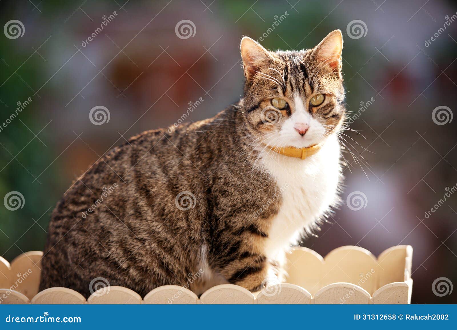 Cat sunbathing stock photo. Image of kitten, face, animal - 31312658