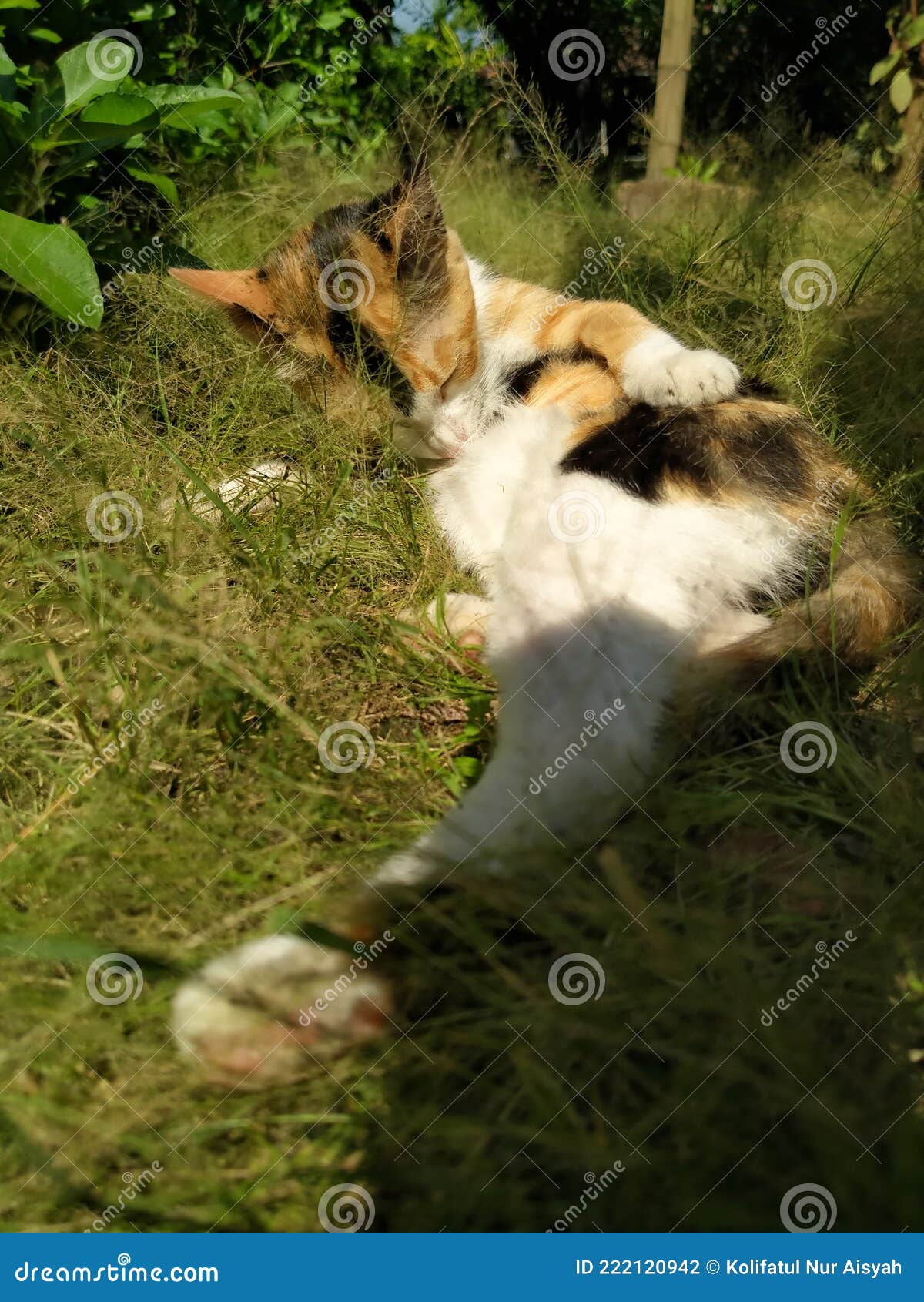 A Cat Sunbathing while Looking for Fleas in the Grass during the Day ...
