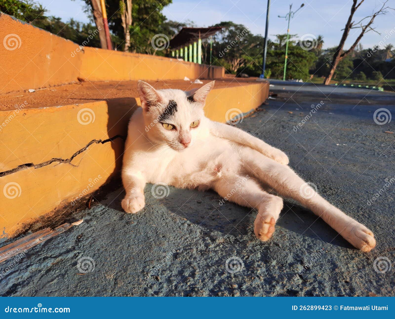 The Cat is Sunbathing in the Morning Stock Image - Image of sunbathing ...
