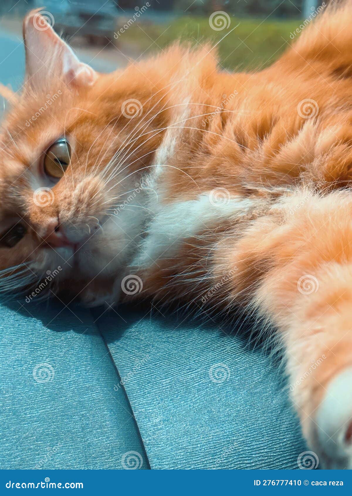 Cat is sunbathing stock photo. Image of basking, morning - 276777410