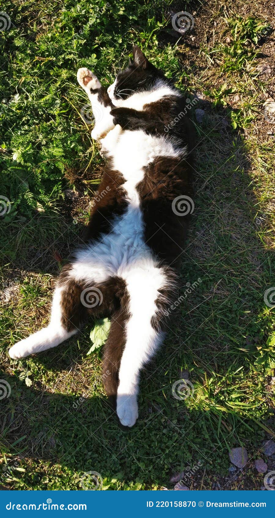 The Cat is Sunbathing in the Sun Stock Photo - Image of white, black ...