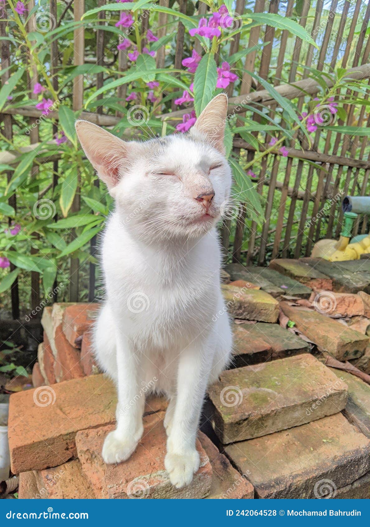 Cat sunbathing stock photo. Image of white, sunbathing - 242064528