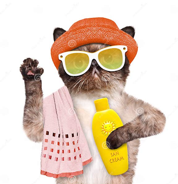 Cat with sunblock. stock image. Image of flop, fresh - 53695053