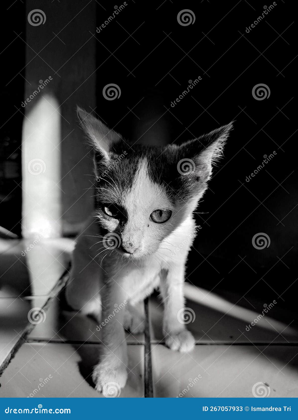 Cat in Sunlight Looks Cute. Image Includes a Effect the Black and White ...