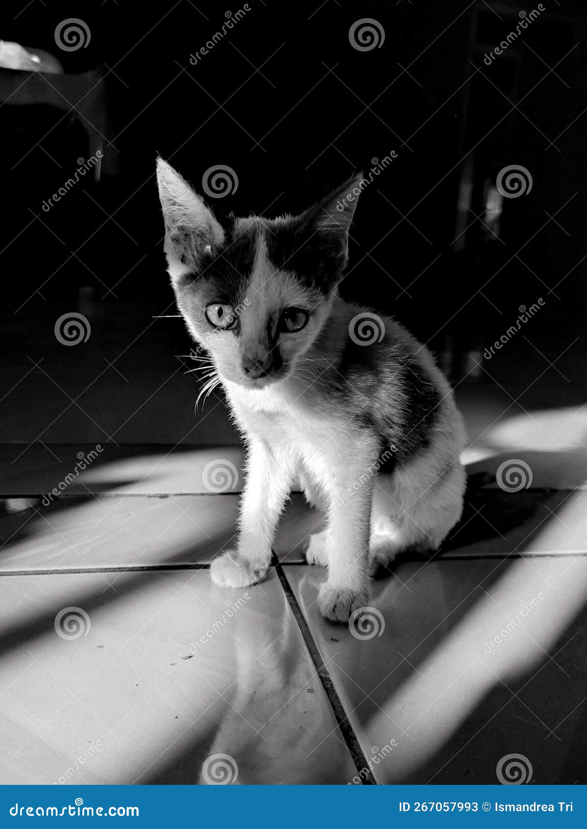 Cat in Sunlight Looks Cute. Image Includes a Effect the Black and White ...