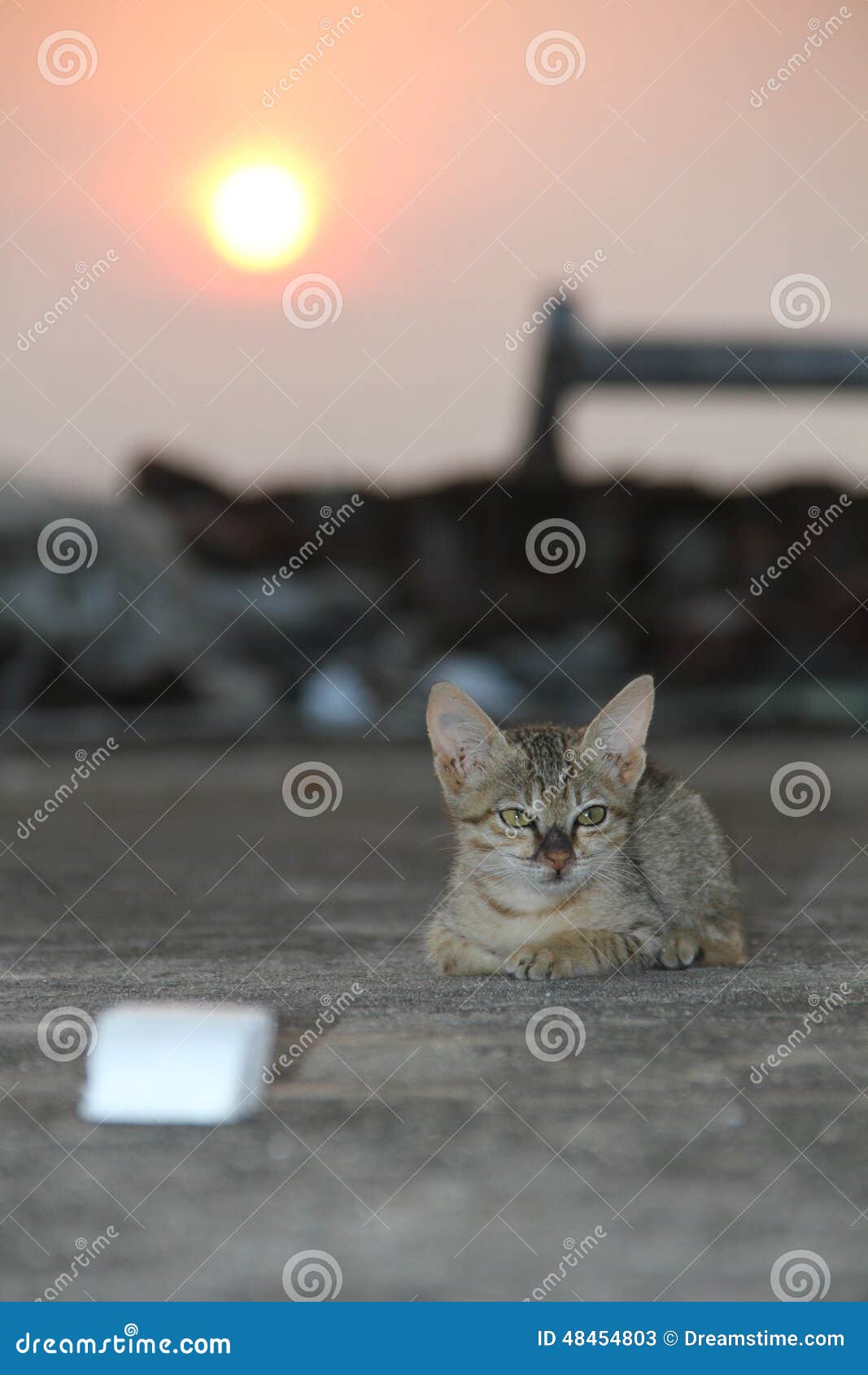 Cat sunrise stock image. Image of smart, cute, look, sunrise - 48454803
