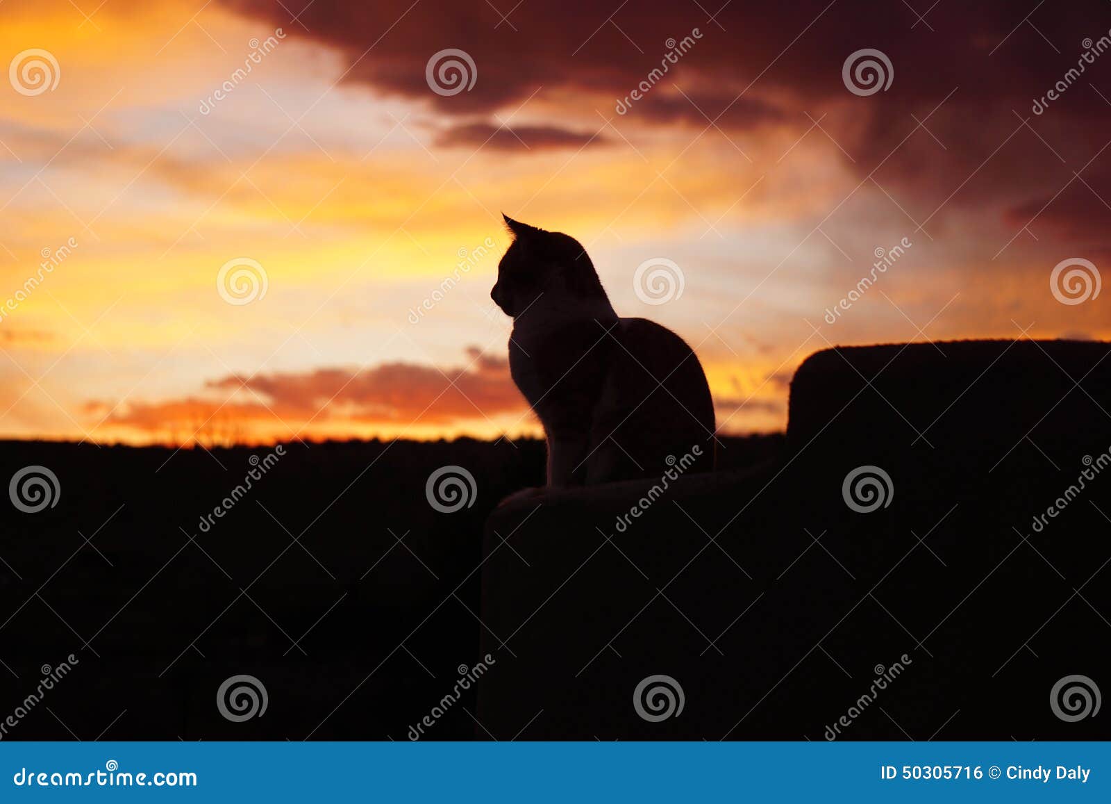 Cat and the sunset. stock photo. Image of sitting, cats - 50305716