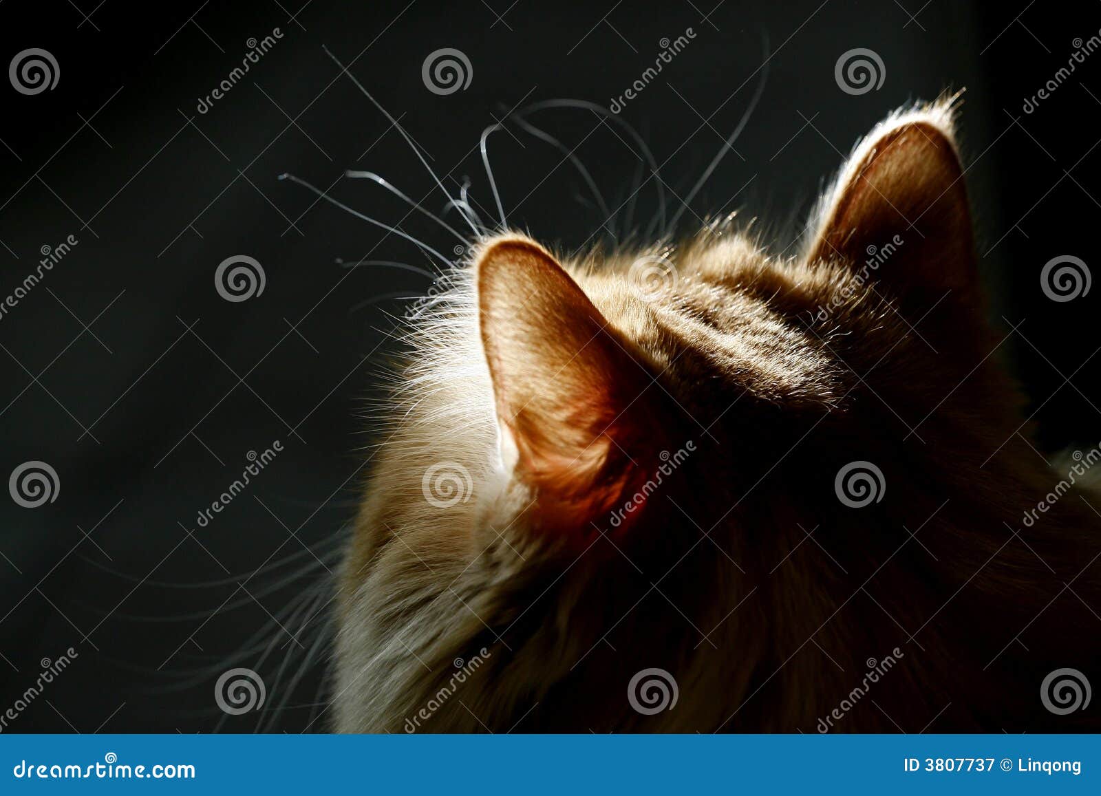 Cat And Sunshine... Picture Image: 3807737