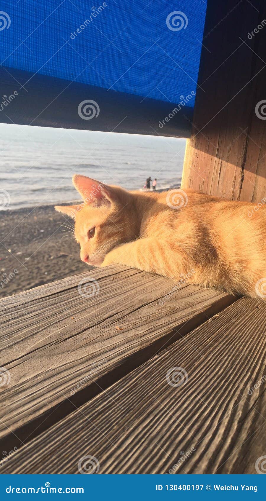 A Yellow Cat is Enjoying the Sunshine Stock Image - Image of brown ...