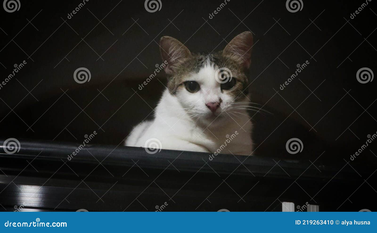 Cat super cuteee stock photo. Image of carnivore, mammal - 219263410