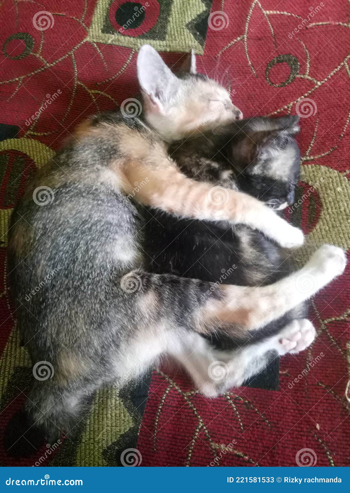 Cat so sweet stock image. Image of animal, sweet, whiskers - 221581533