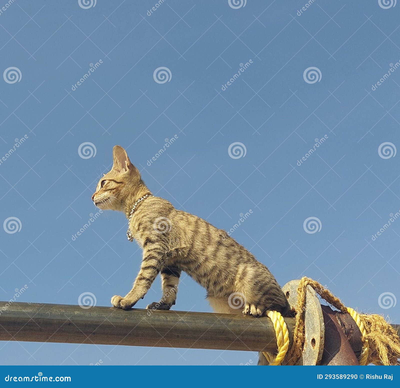 Cat on swing stock photo. Image of mammal, mode, nose - 293589290