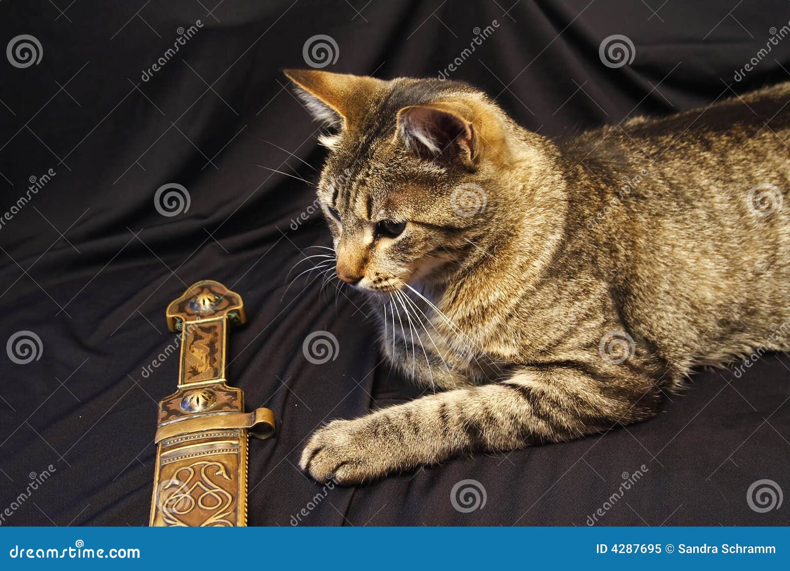 Cat And Sword Picture. Image: 4287695