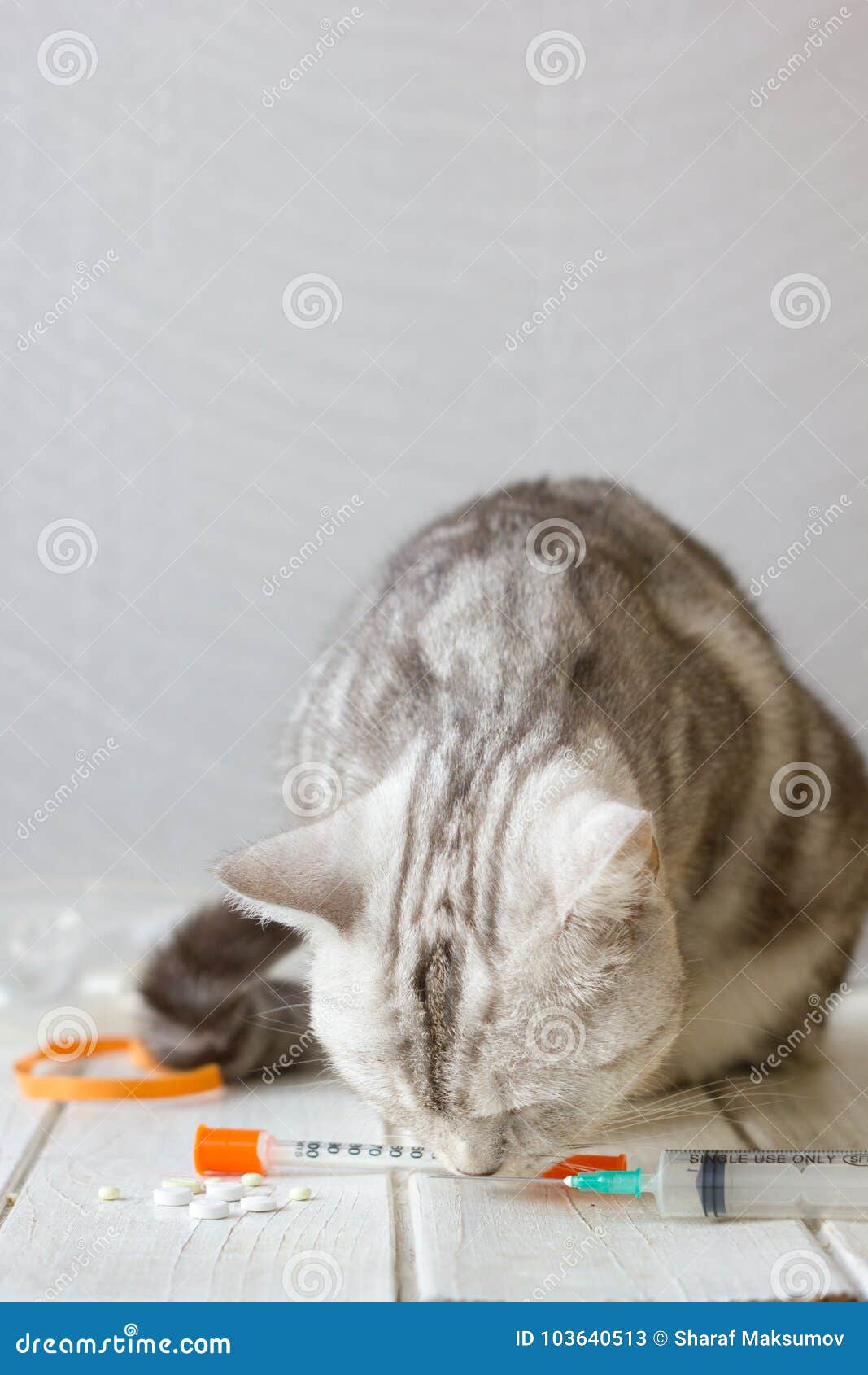 Cat and Syringe in Vet Clinic. Stock Image - Image of veterinarian ...