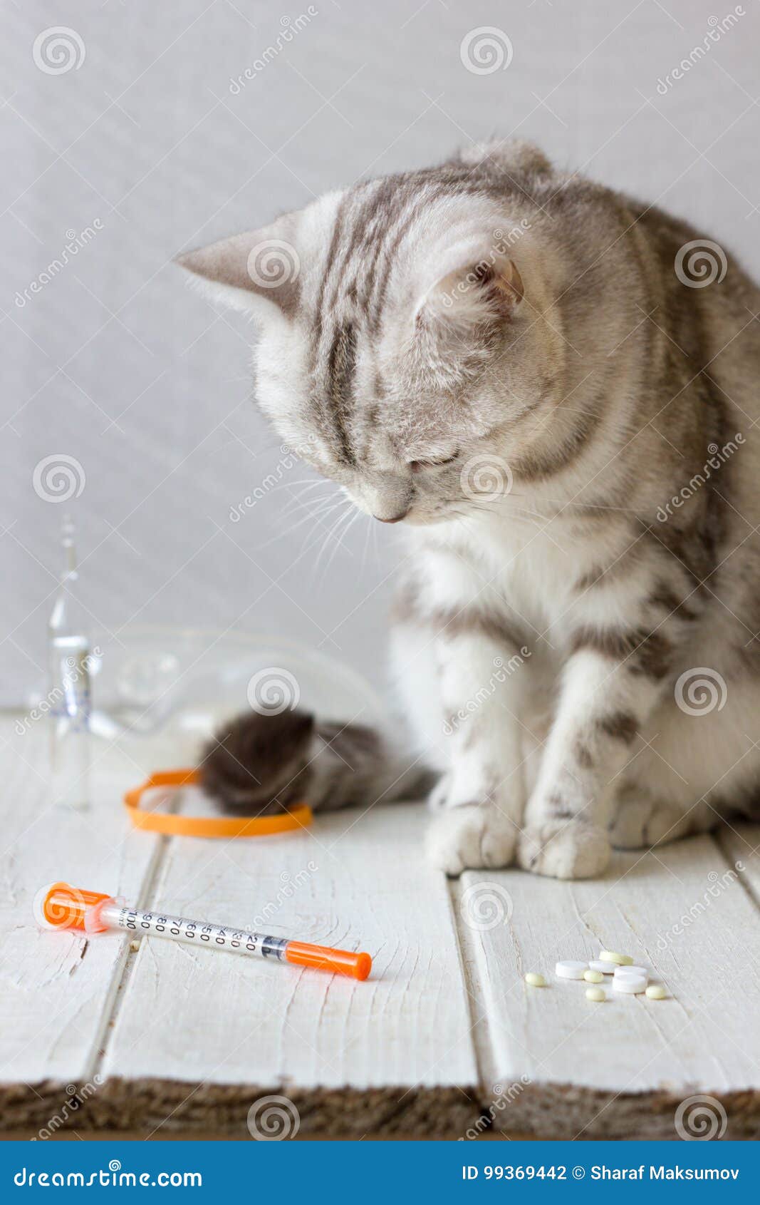 Cat and Syringe in Vet Clinic. Stock Photo - Image of britain, human ...