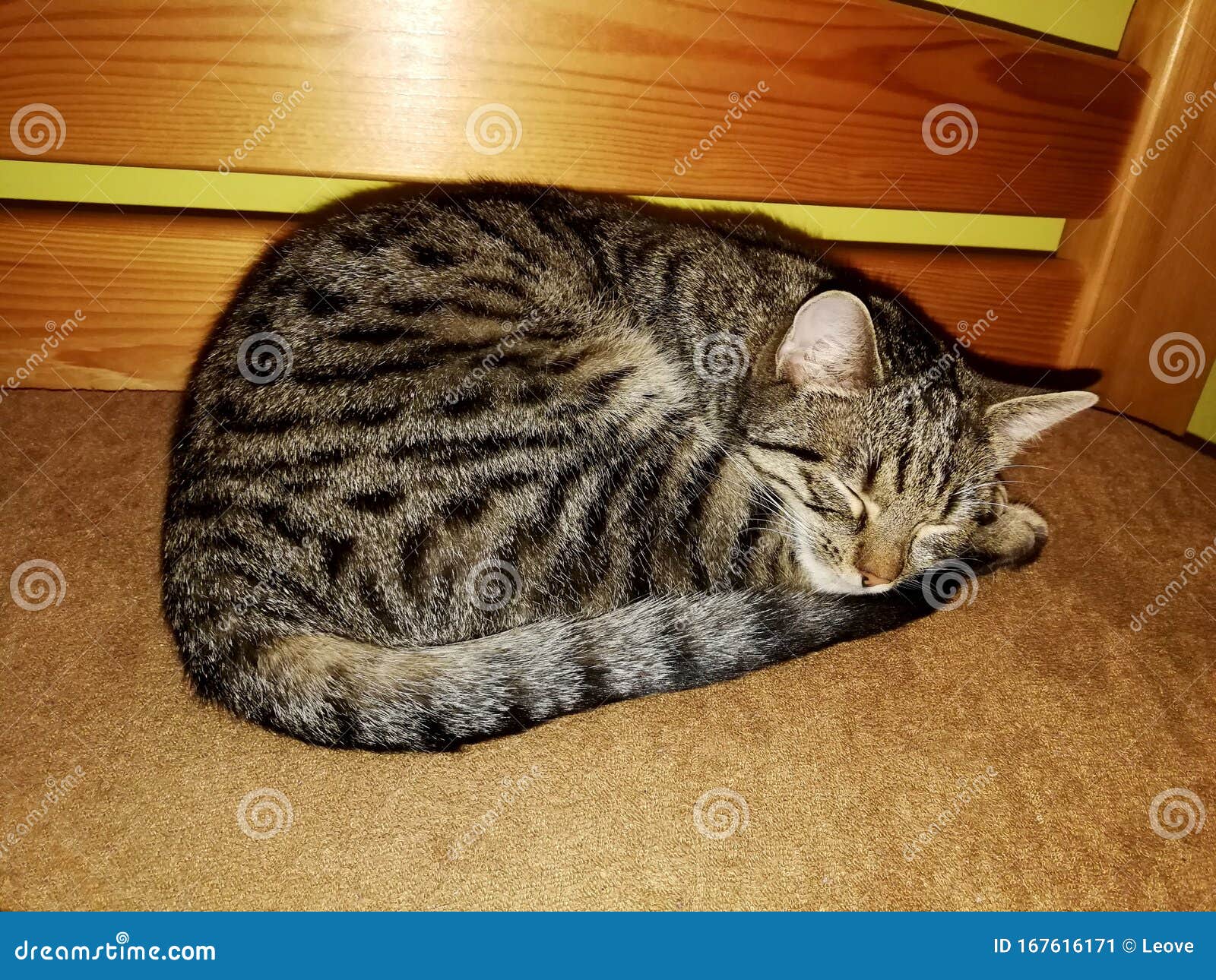 Cat Tabby Lying On Wooden Bed In Pile Of Linen Royalty-Free Stock Image ...