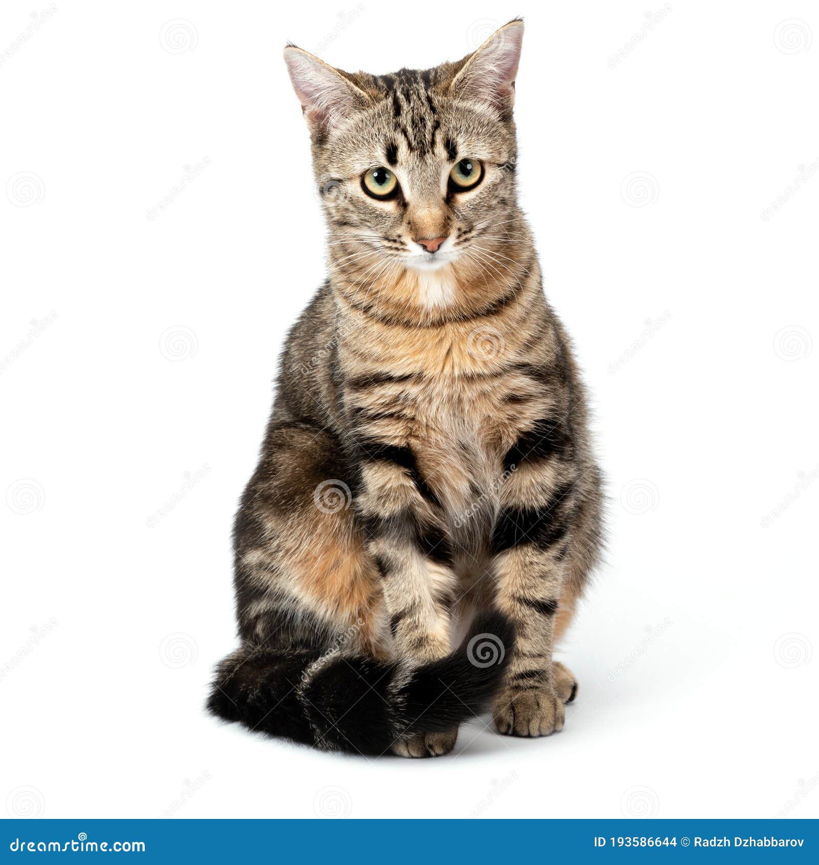 A Tabby Cat Is Sitting In The Garden, Scared, With Its Head Up ...