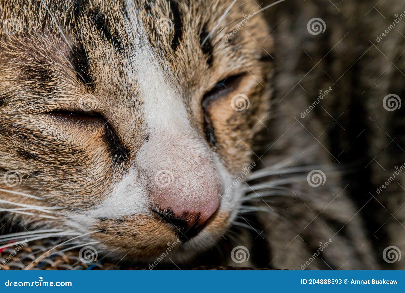 A Tabby Cat Sleeping Inside Cardboard Box. Stock Image | CartoonDealer ...