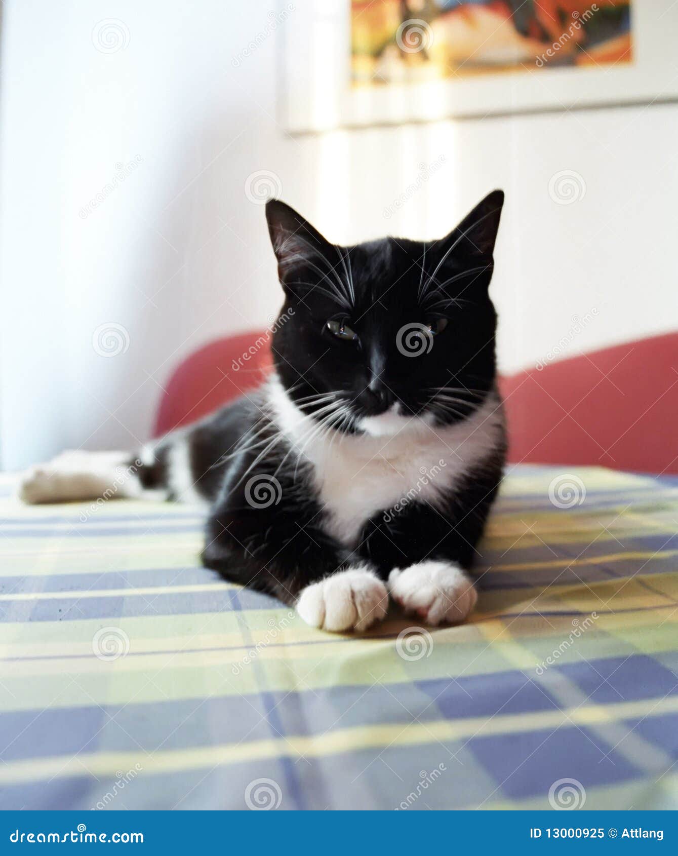 Cat on table stock image. Image of sofa, white, blue - 13000925