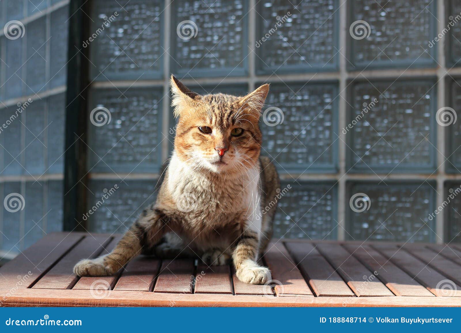 Cat on the table stock photo. Image of wildlife, wildcat - 188848714