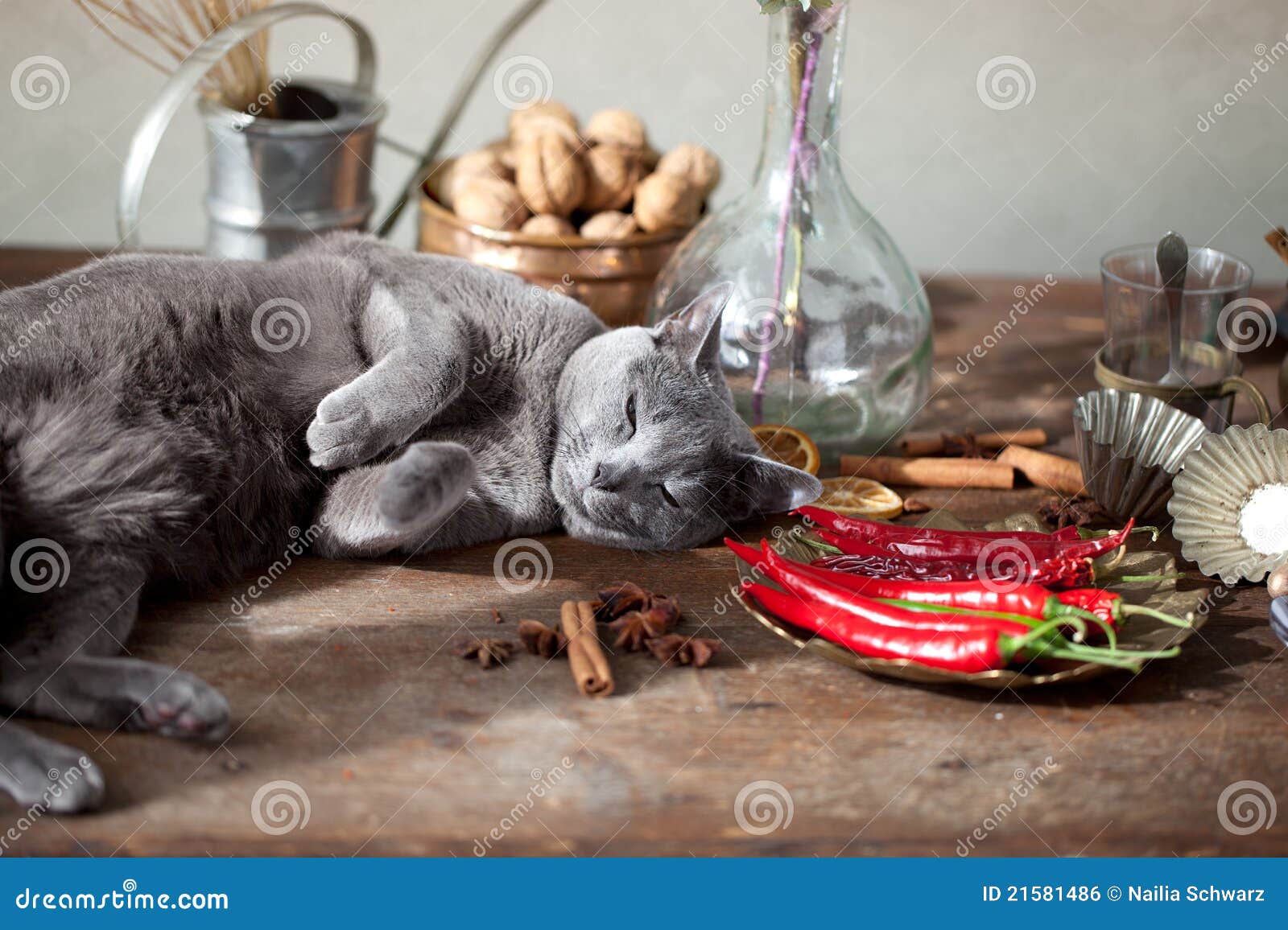 Cat on Table stock photo. Image of animal, decorative - 21581486