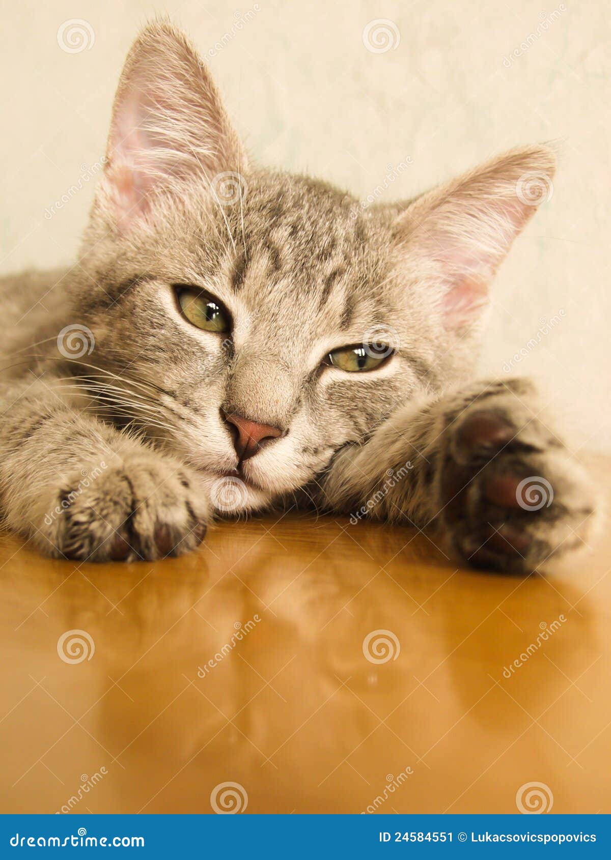 Cat on the table stock image. Image of looking, view - 24584551
