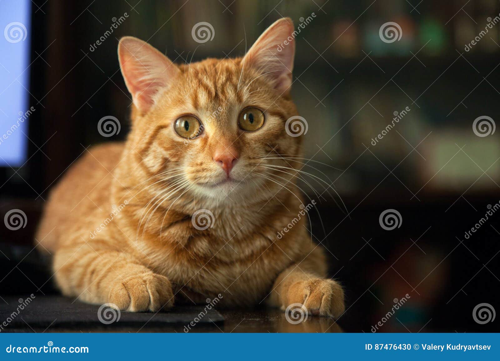 Cat on Table stock photo. Image of lovely, eared, friendship - 87476430