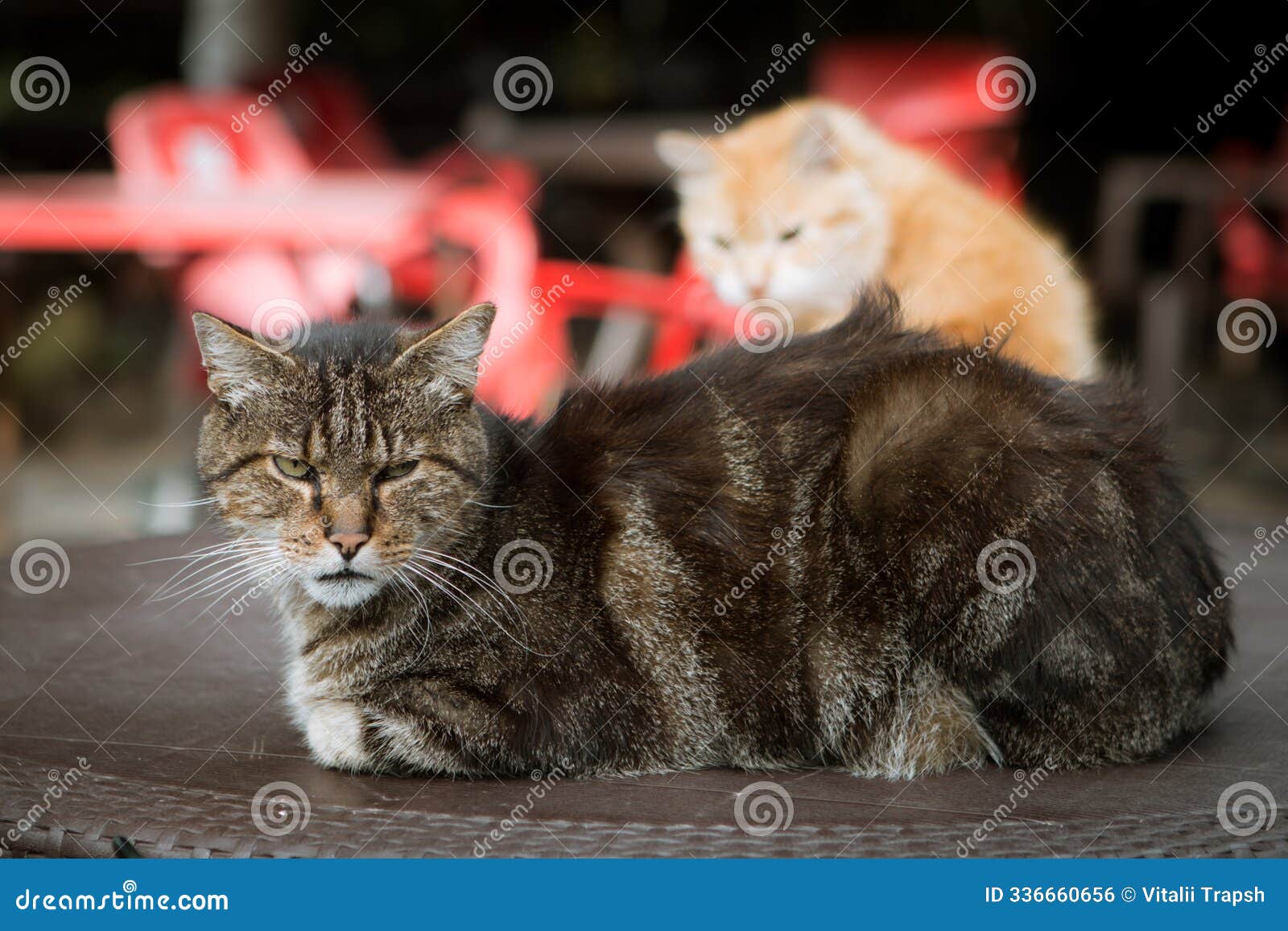 Cat on the table stock photo. Image of nature, mammal - 336660656