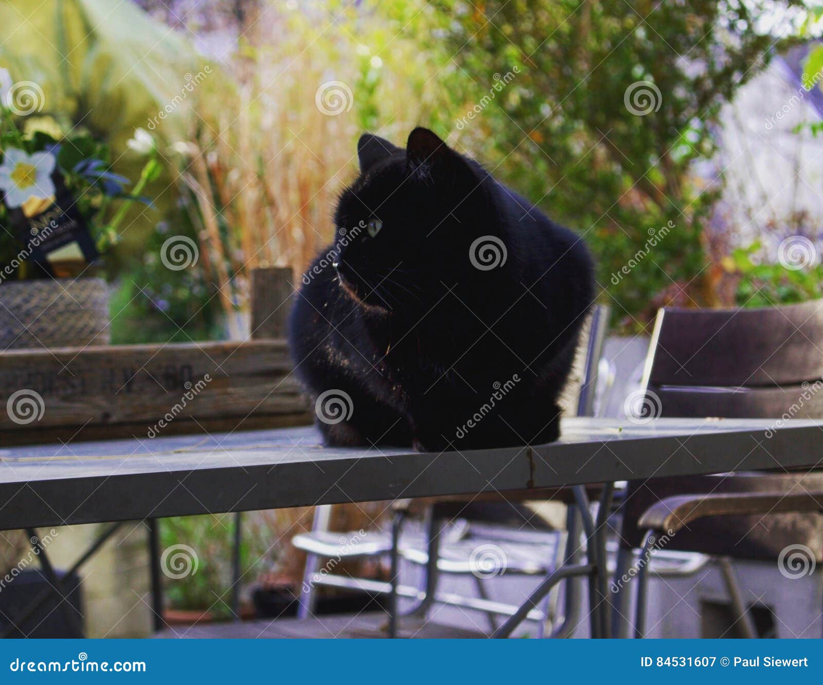 Cat on the table stock image. Image of blackcat, table - 84531607