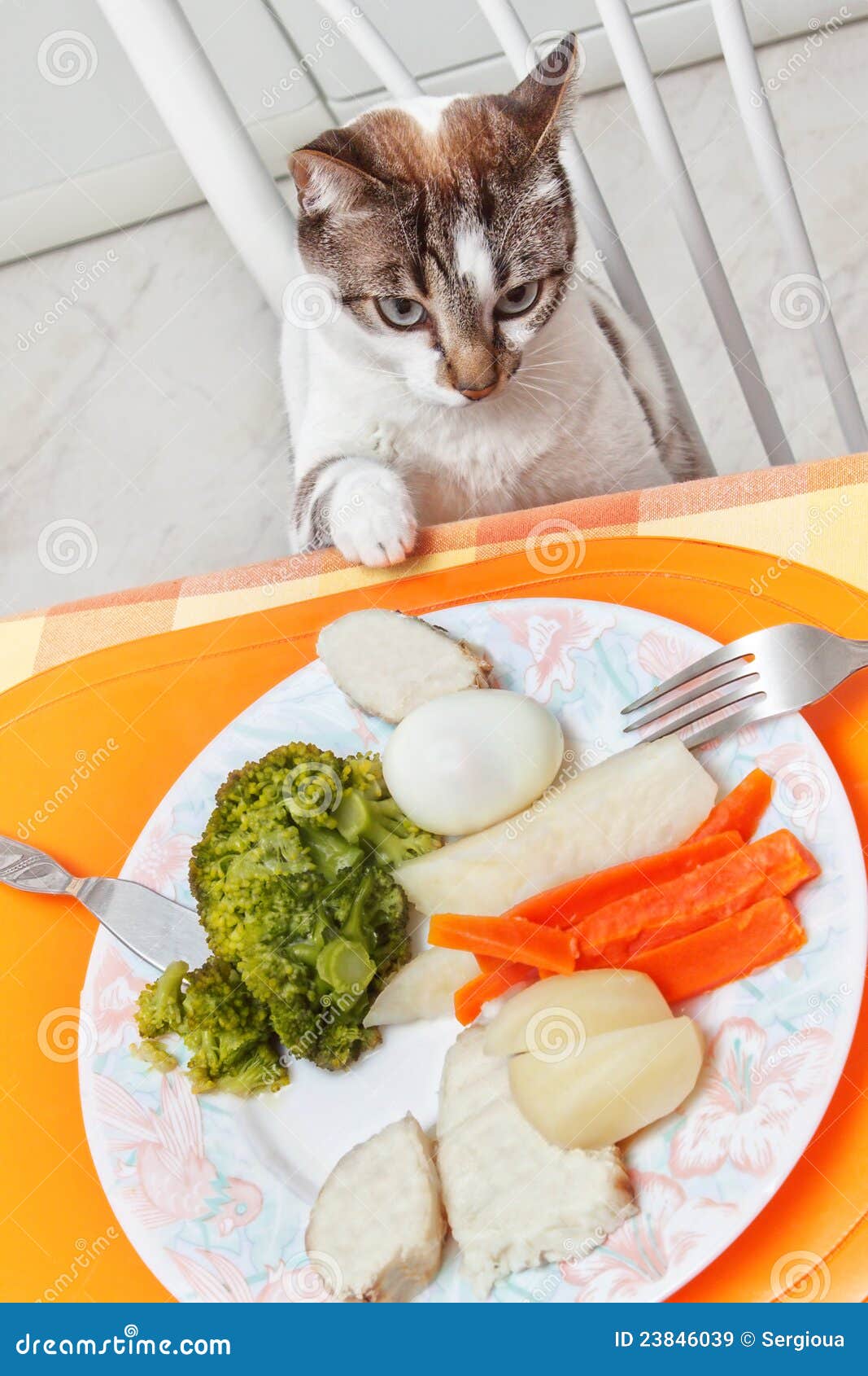 The Cat at the Table with Food. Stock Image - Image of food, fork: 23846039