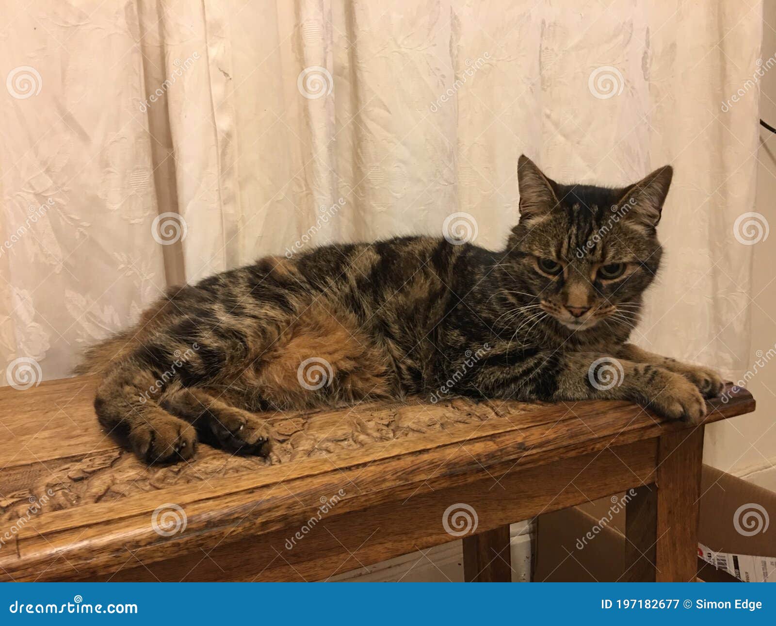A Cat on a Table stock image. Image of feline, tabby - 197182677