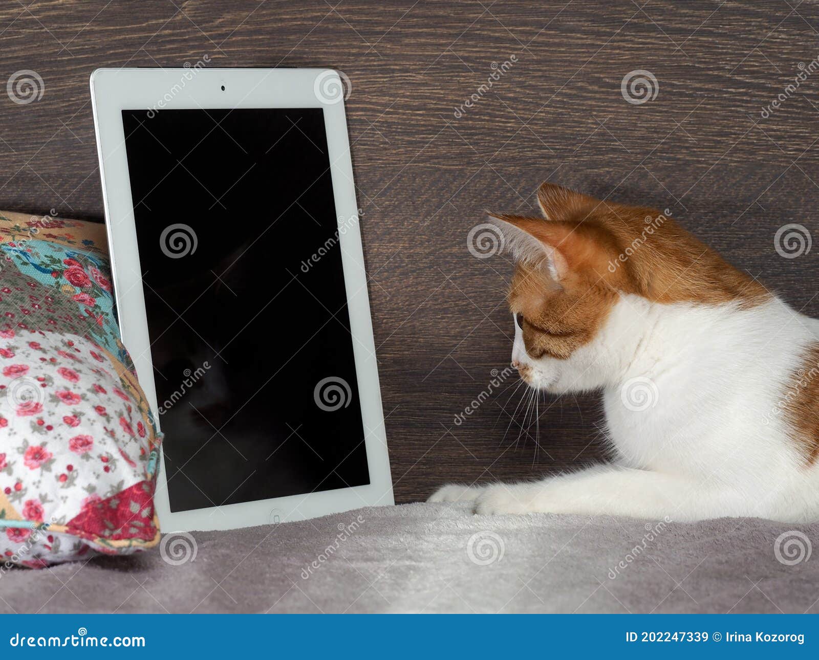 Cat with Tablet Computer on the Bed Stock Image - Image of design ...