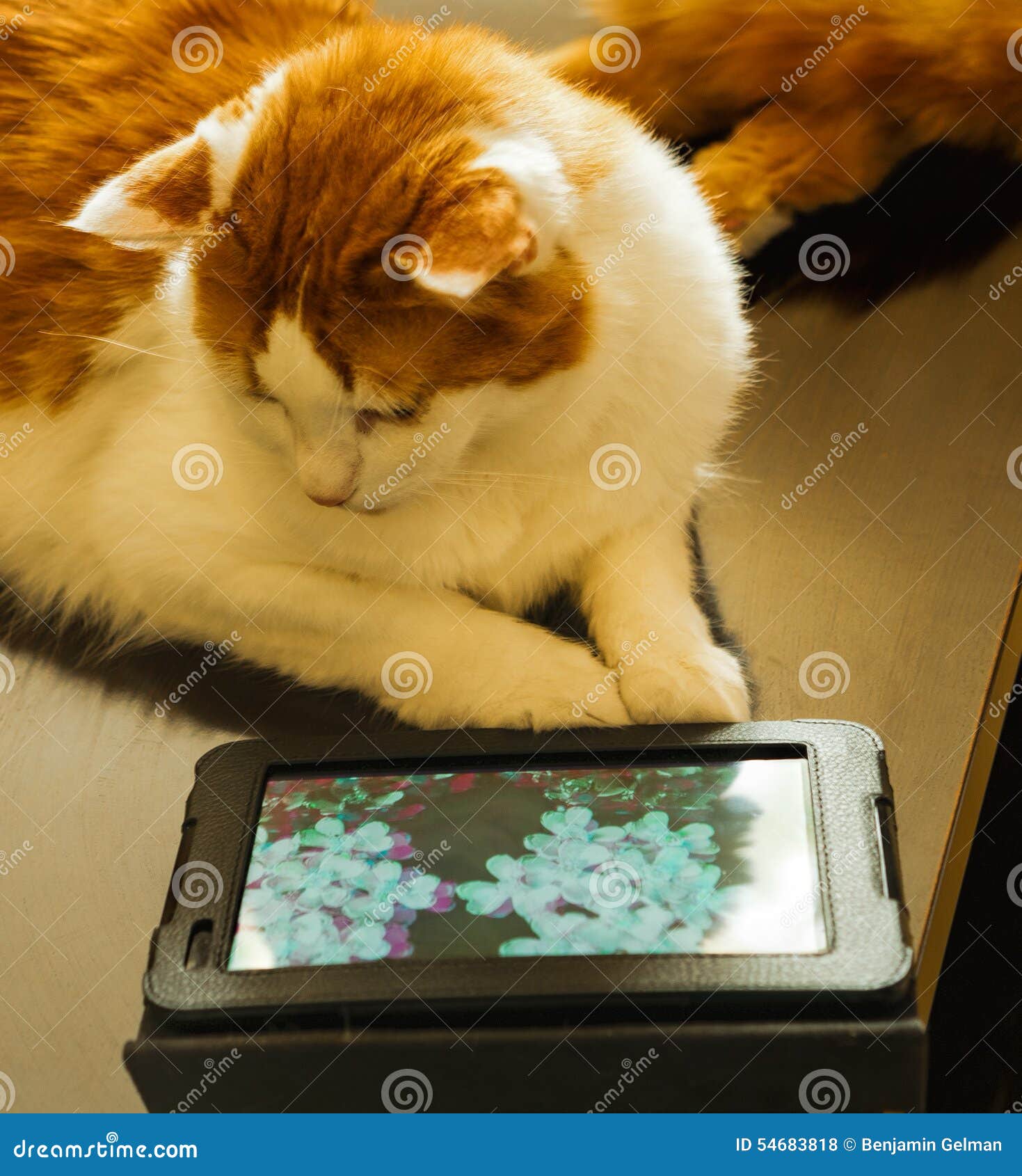 Cat with tablet stock photo. Image of display, computer - 54683818