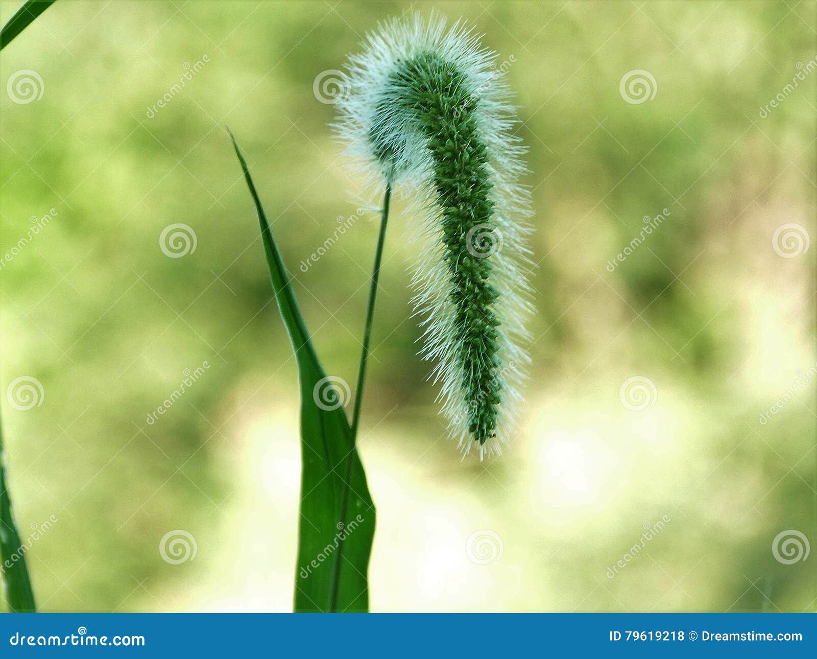 Cat tail plant stock photo. Image of nature, willow, closeup - 79619218