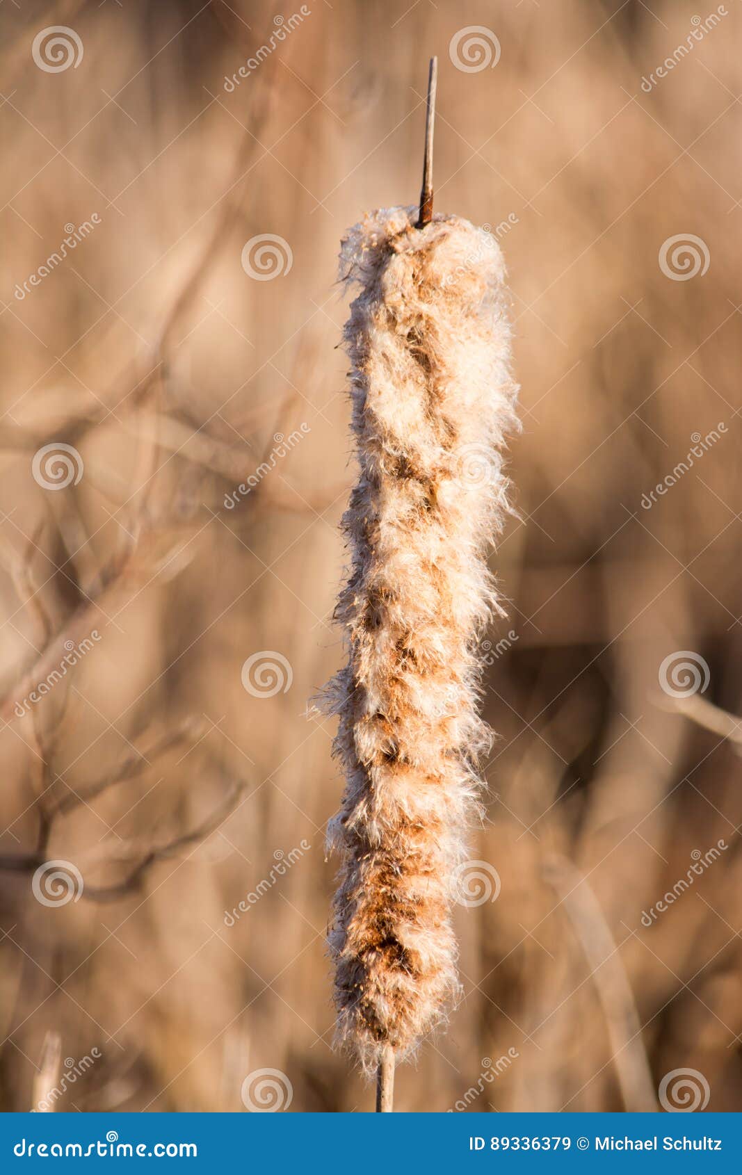 Cat-tail reed. stock image. Image of seed, environment - 89336379