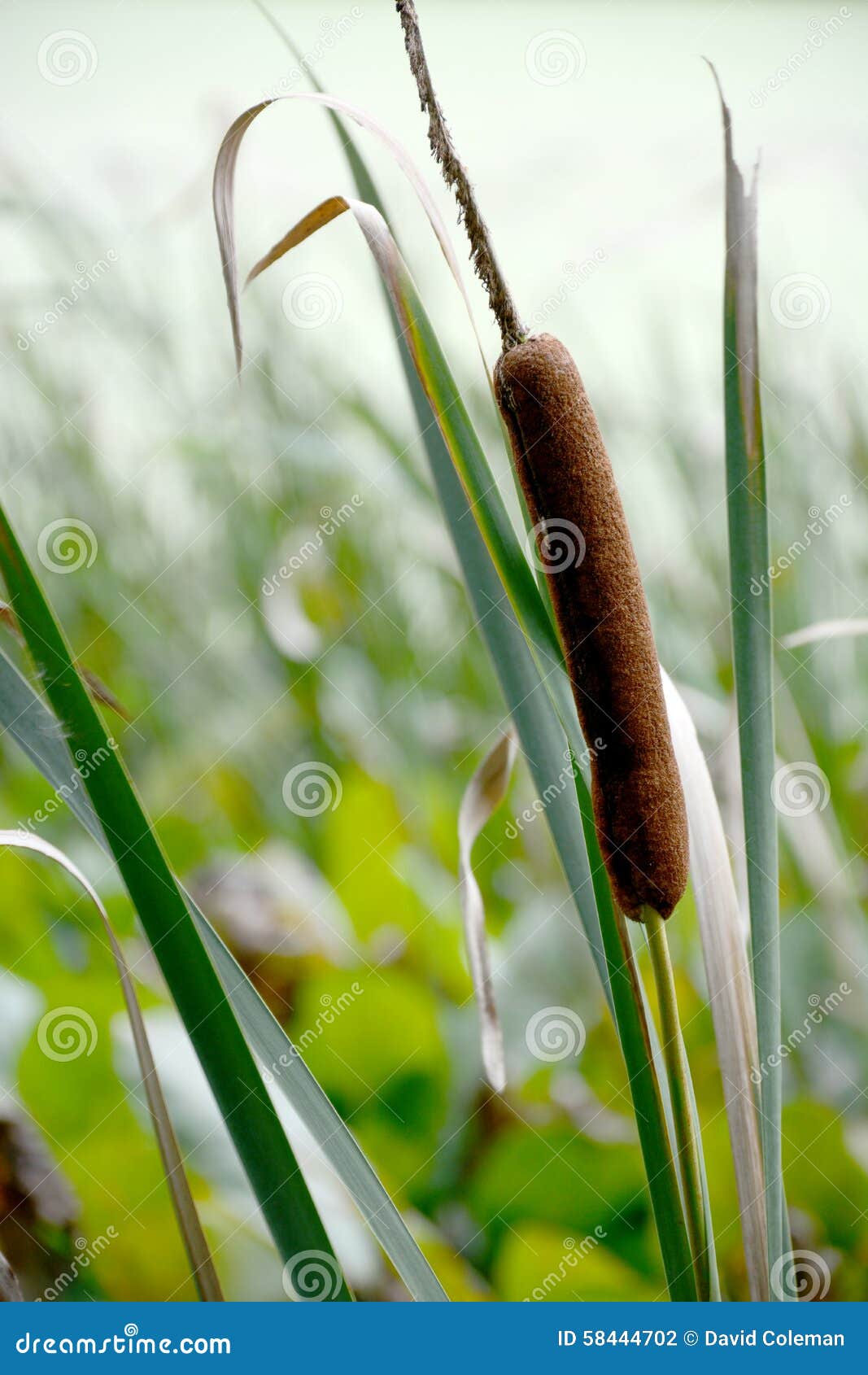 Cat tail stock photo. Image of stems, fuzzy, leaves, tail - 58444702