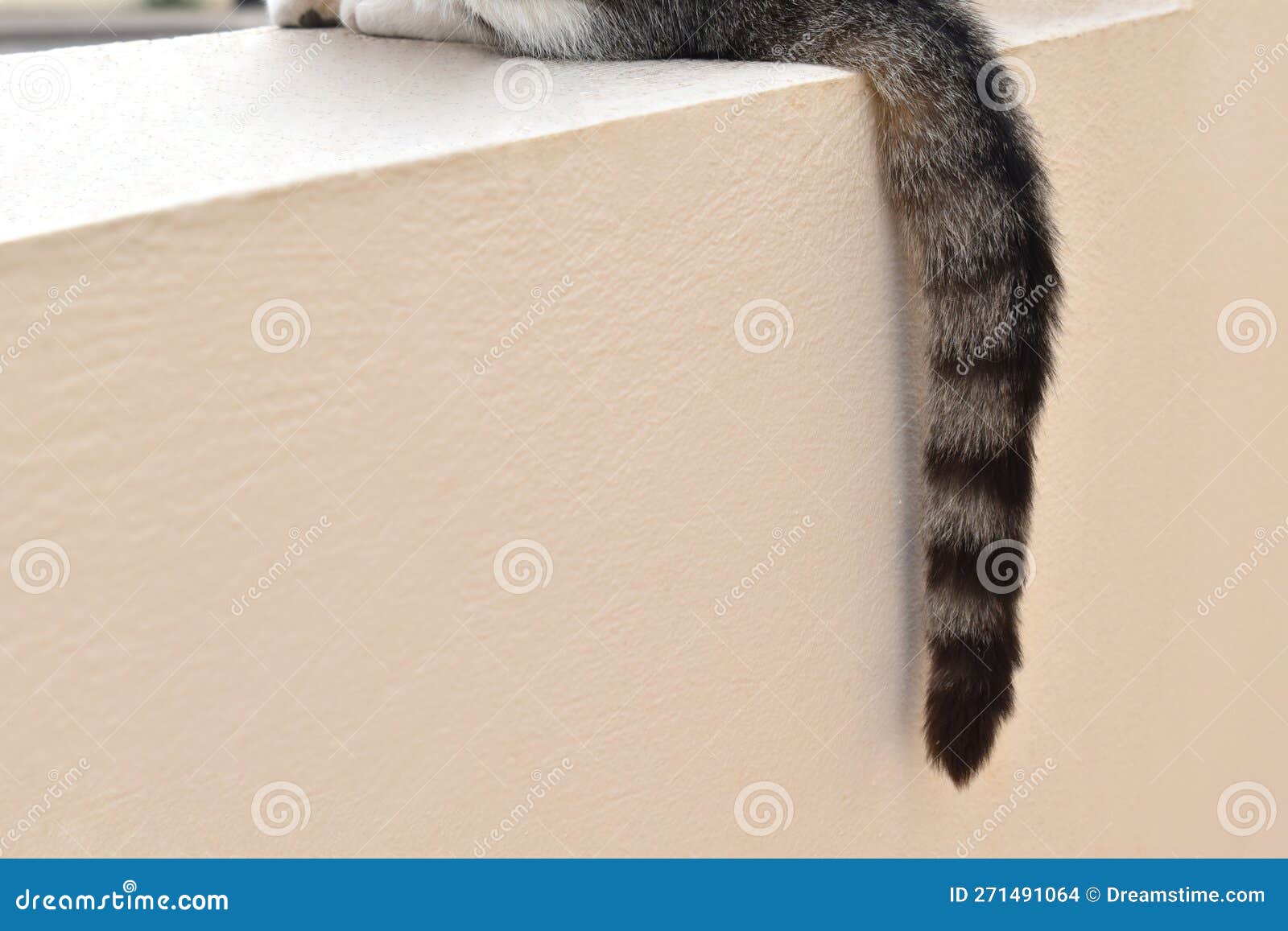 Cat tail on the wall. stock photo. Image of kitten, gray - 271491064