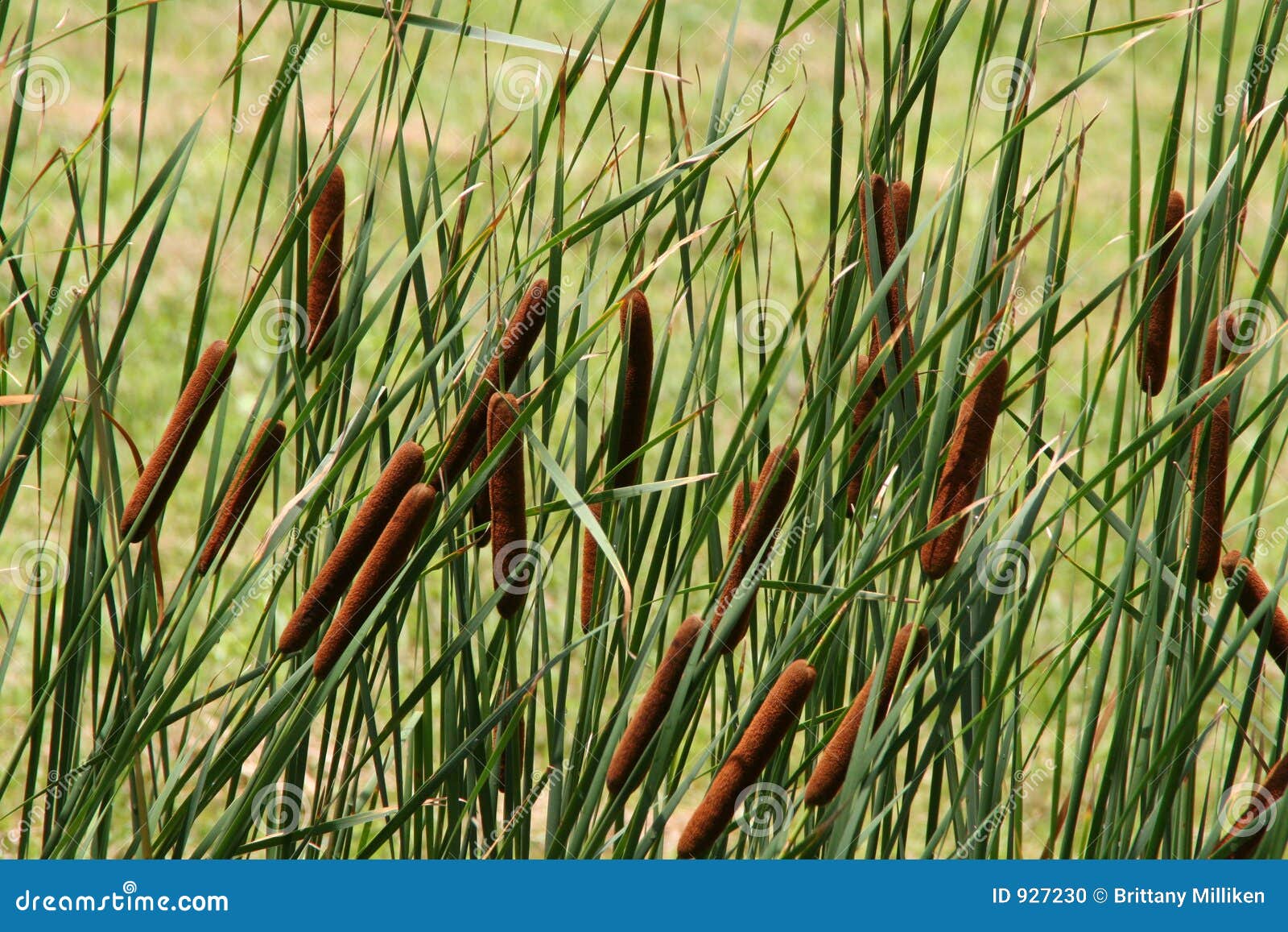 Cat Tails Picture. Image: 927230