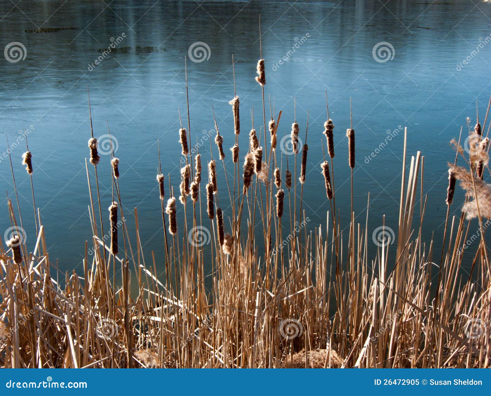 Cat tails on the lake stock image. Image of plants, fall - 26472905