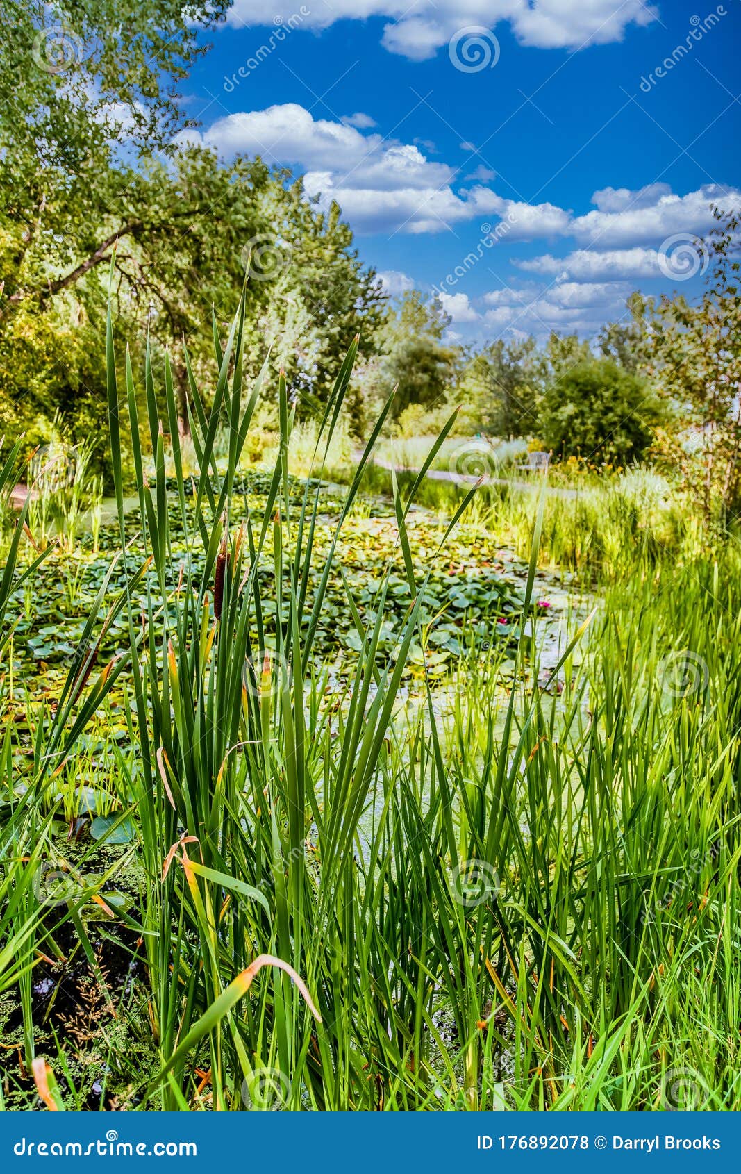 Cat Tails in Wetland Marsh stock photo. Image of bullrush - 176892078