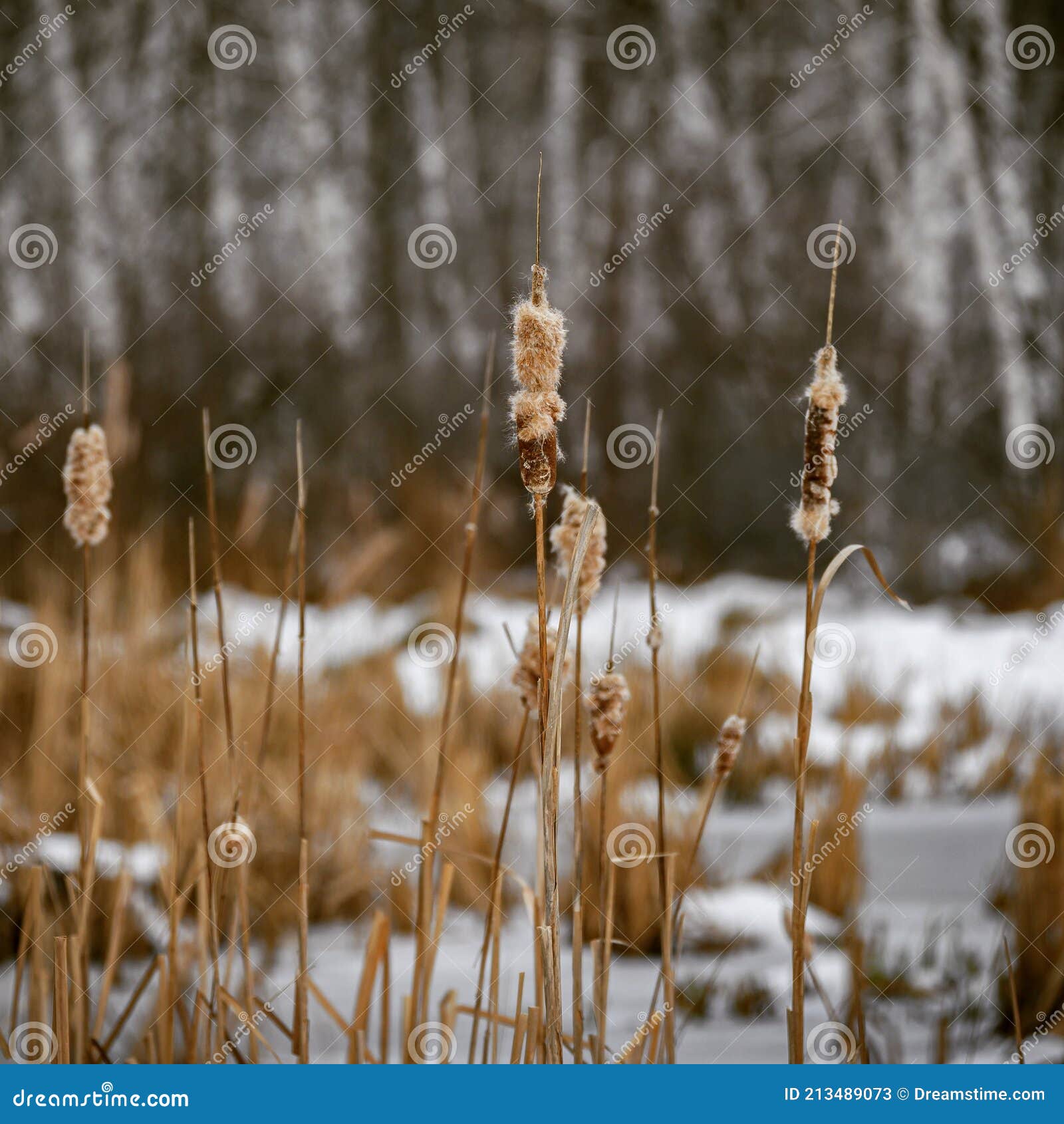 Cat tails in winter stock image. Image of water, nature - 213489073