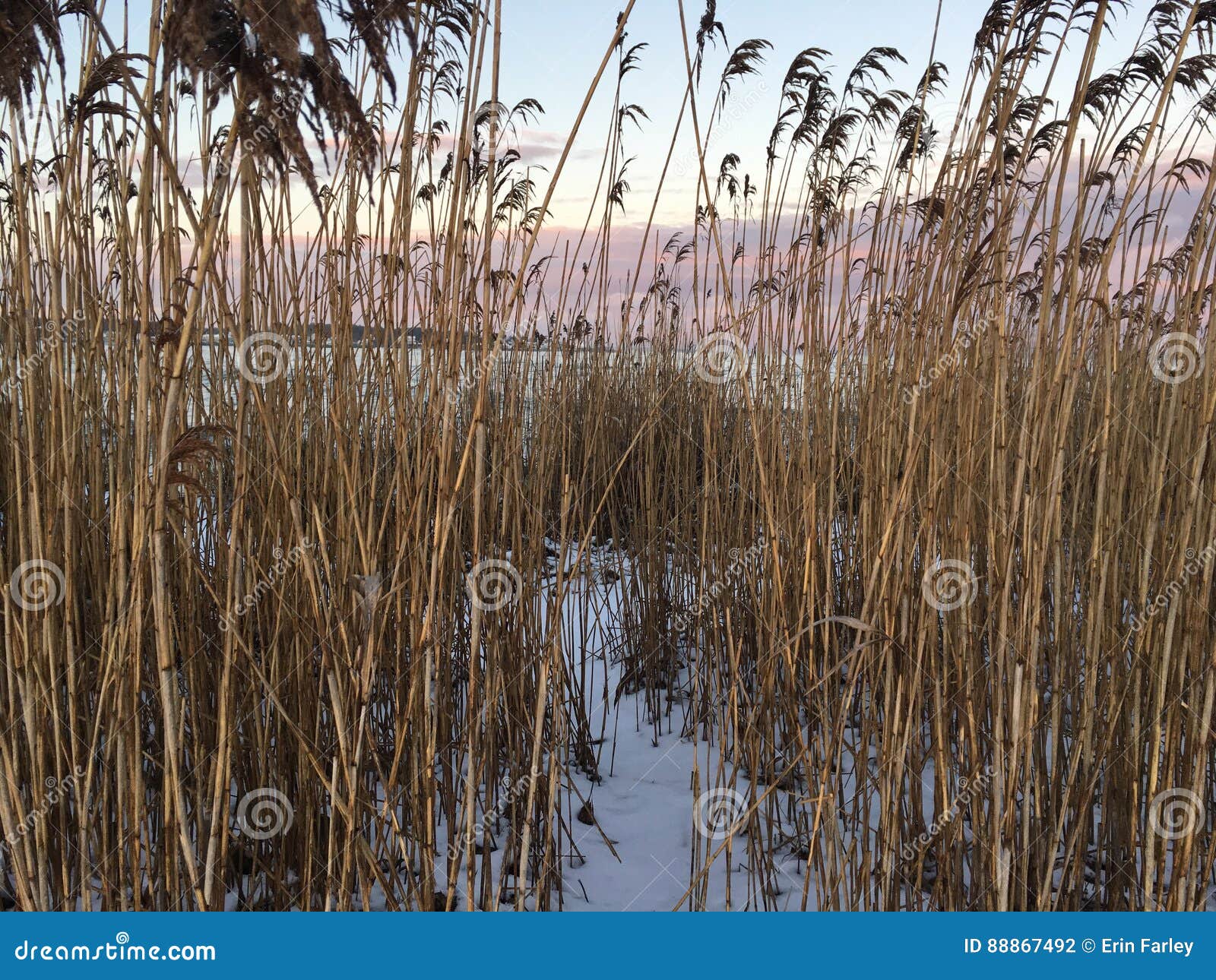 Cat Tails in Winter on Beach Stock Photo - Image of beach, winter: 88867492