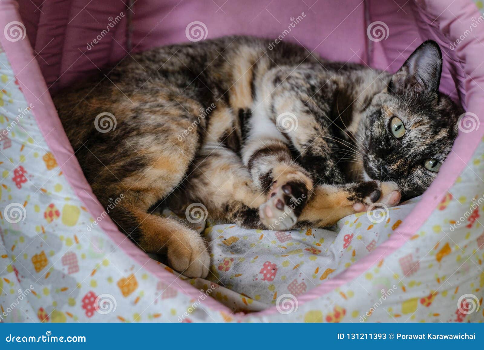 Cat take a nap stock image. Image of funny, wildlife - 131211393