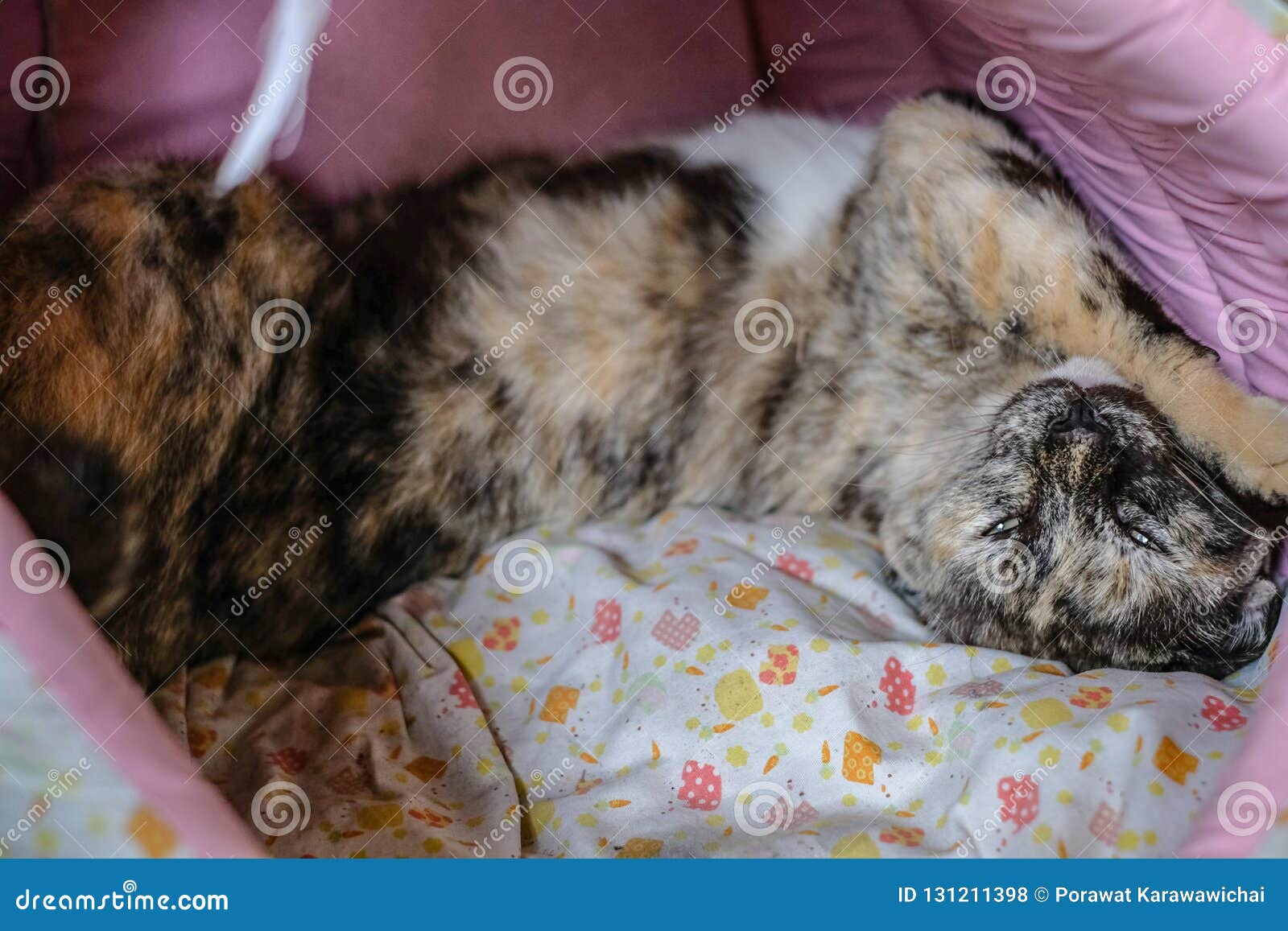Cat take a nap stock photo. Image of small, funny, wildlife - 131211398